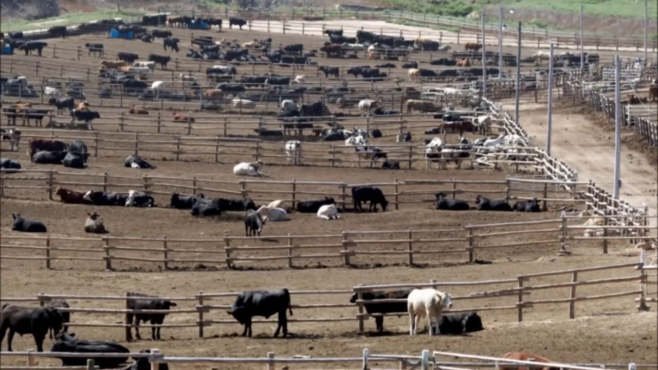 Beef Feedlot Roundtables 2016 - YouTube
