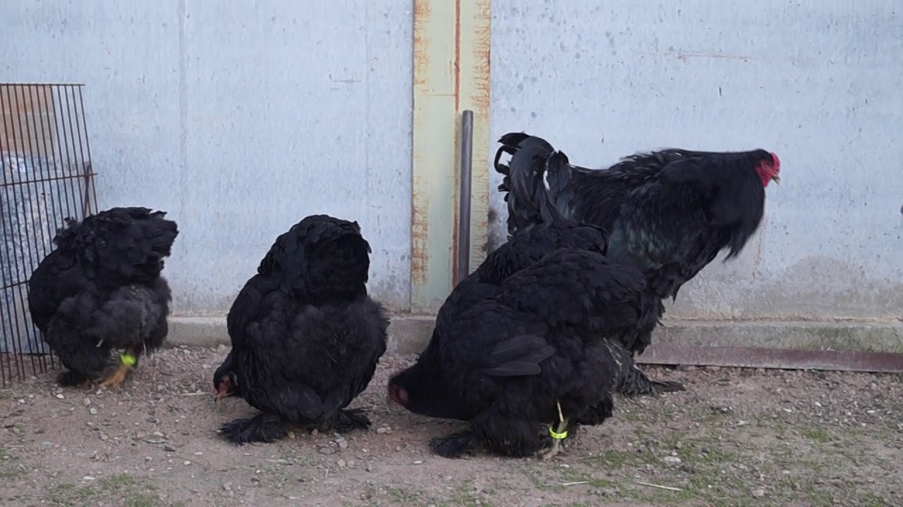 Brahma negro ! - YouTube
