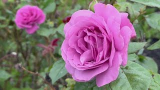 Kucko's Camera: Maplewood Rose Garden