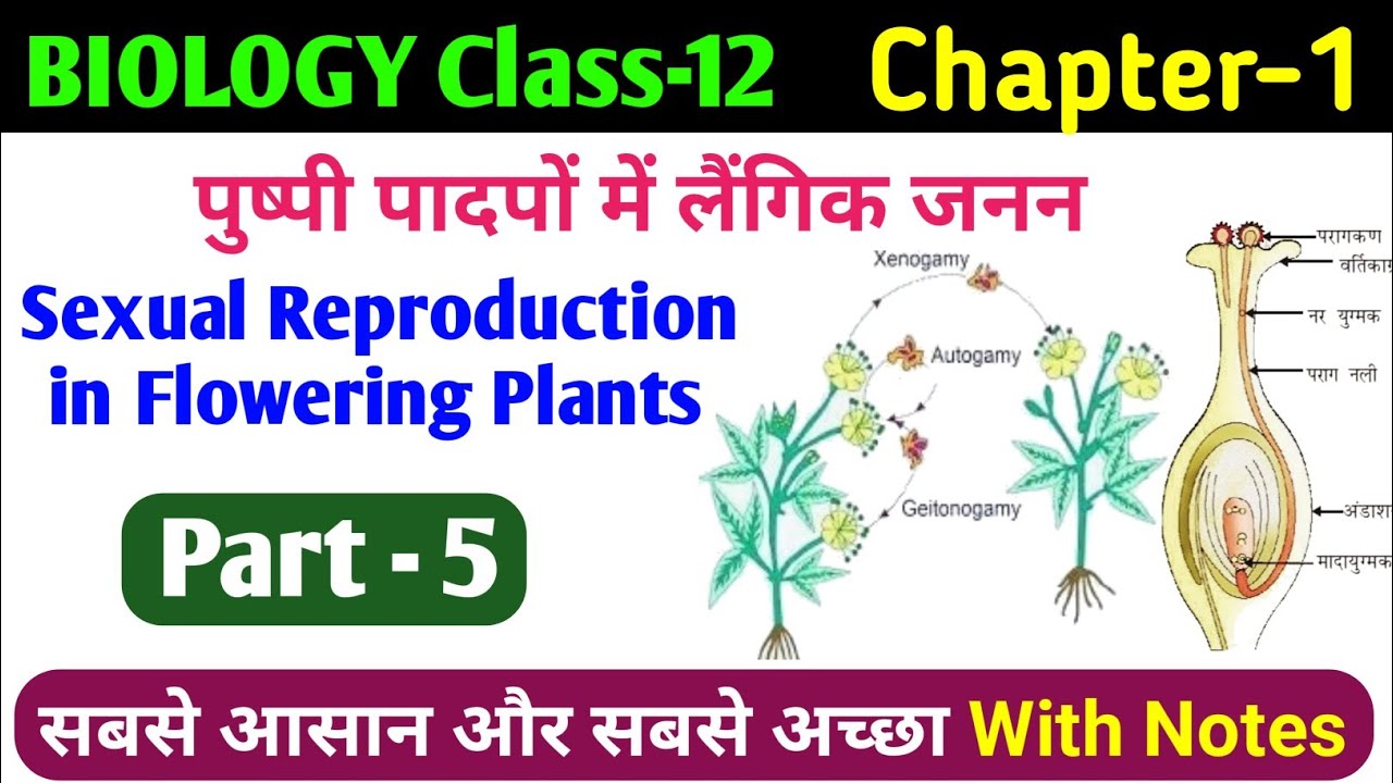Pollination | class 12 biology sexual reproduction in flowering plants ...