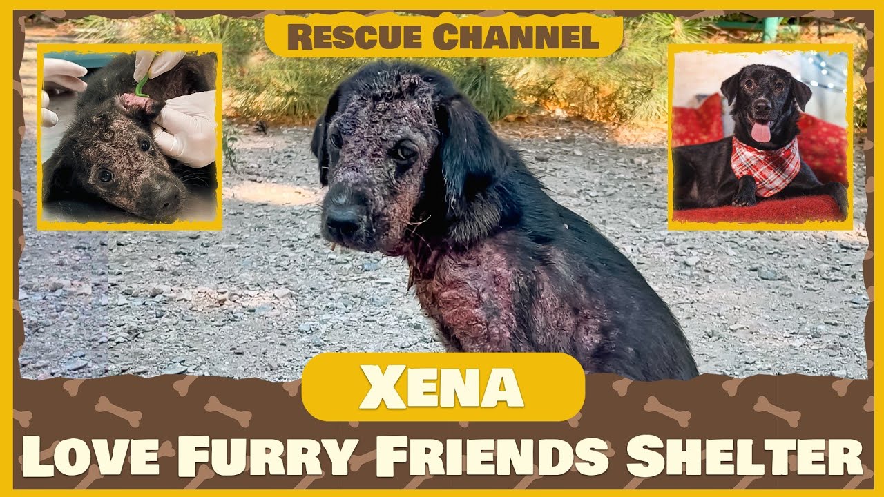 Rotting Skin, No Hope… Until We Showed Up for Xena - YouTube