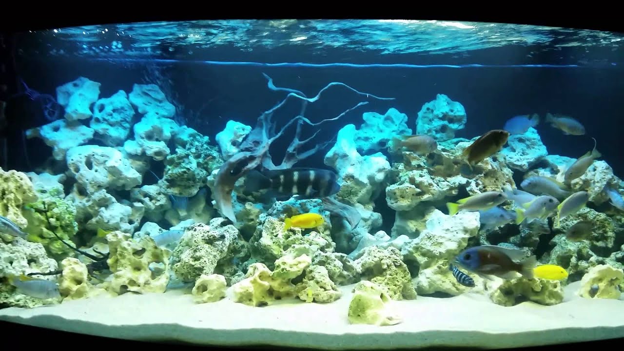 Akwarium Malawi 450l - YouTube