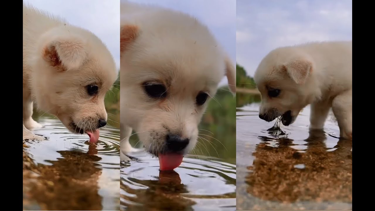 Cute dog drinking water by the stream #puppy - YouTube