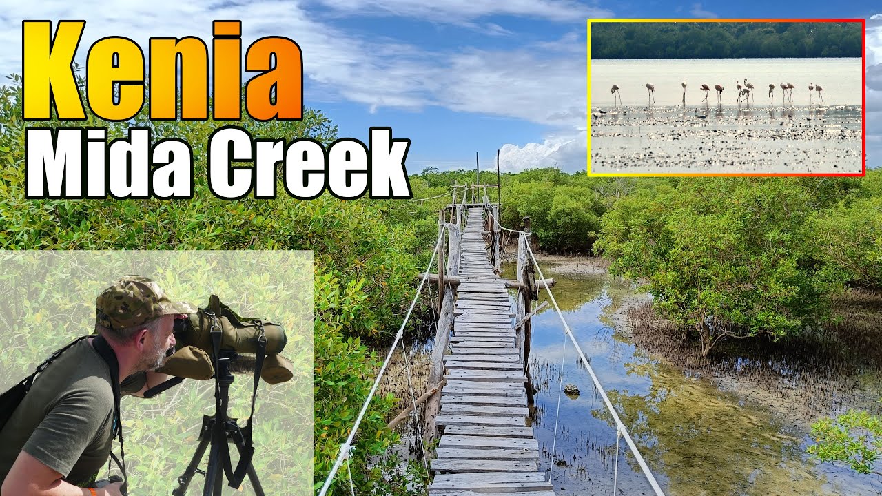 Kenia - Mida Creek, Birdwatching und Mangroven - YouTube