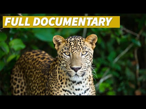 Secret Hunters The Leopards Of Dead Tree Islan | Discover Me