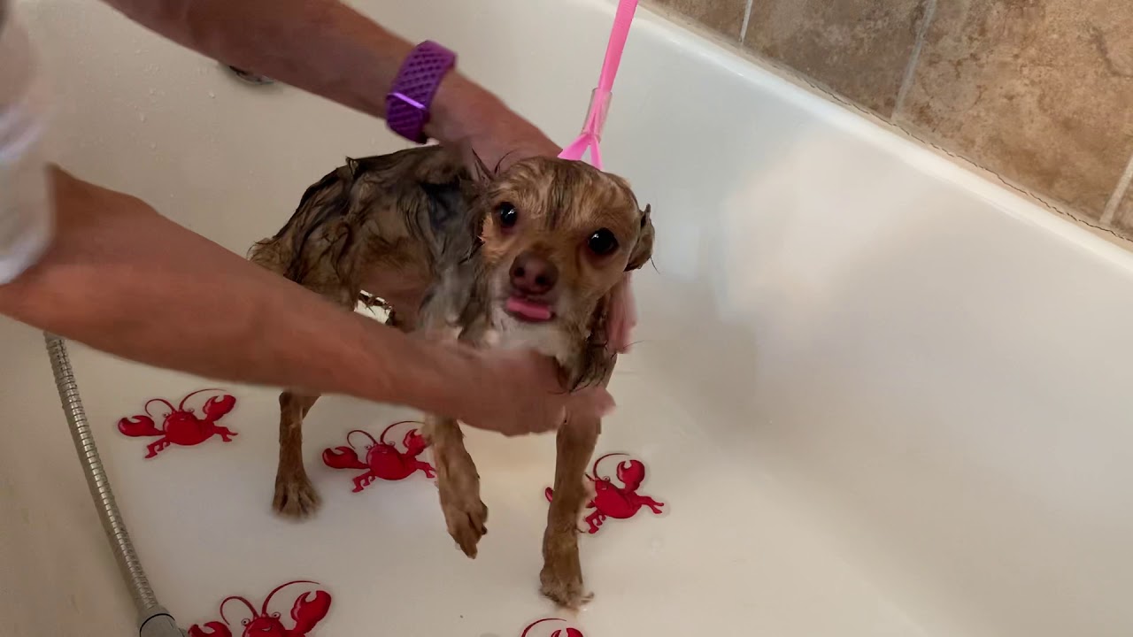 Shampooing the dog - YouTube