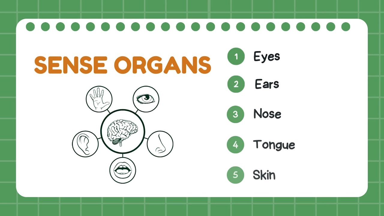 Sense Organs | Science for Children | Cute Owl Edu | @yashpatwardhan ...