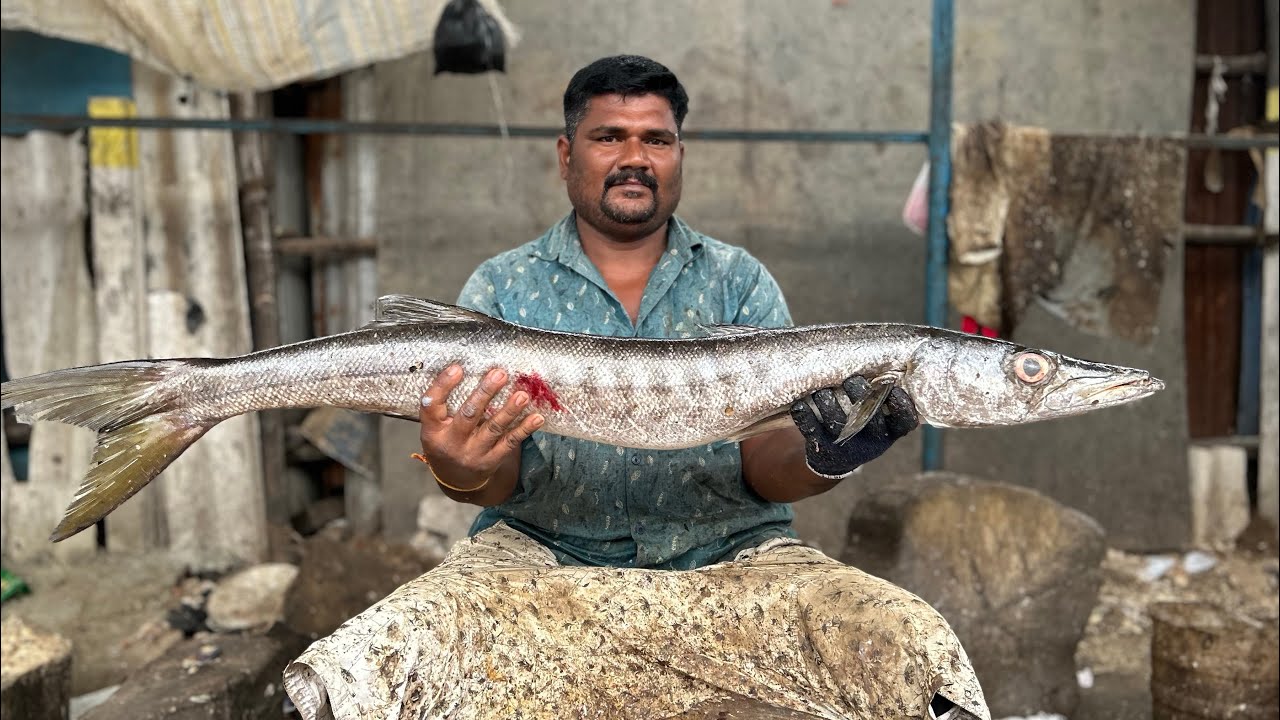 12kg barracuda fish😱slice pieces 🔥kasimedu fish cutting 🔪 - YouTube