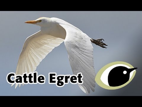 BTO Bird ID - Cattle Egret