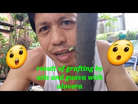 Result of grafting,atis and guava with alovera. - YouTube