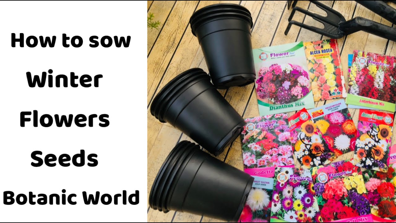 How to sow winter flowers seeds| Mosam Sarma k flowers| #winterflowers ...