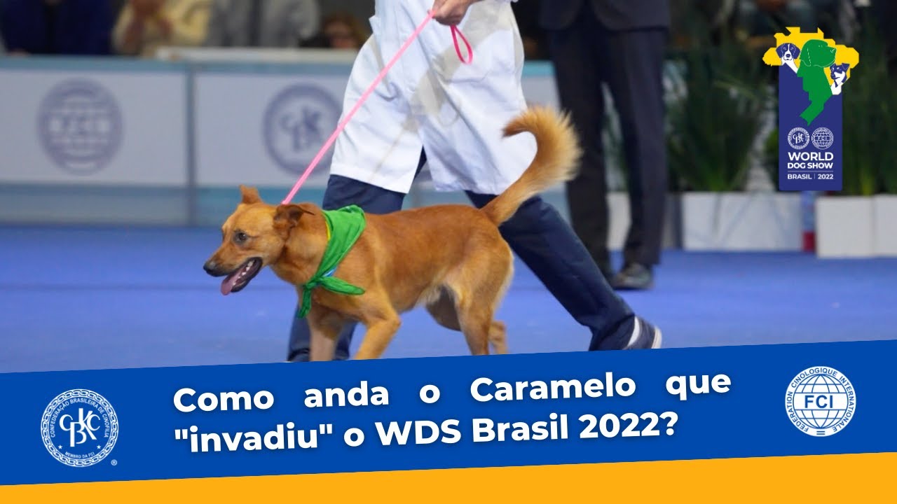 Como anda o Caramelo que "invadiu" o World Dog Show Brasil? - YouTube