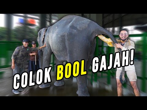 COLOK BOOL GAJAH! GREBEK SATWA HUTAN WAY KAMBAS #AudreyA #KINGOFTHEJUNGLE