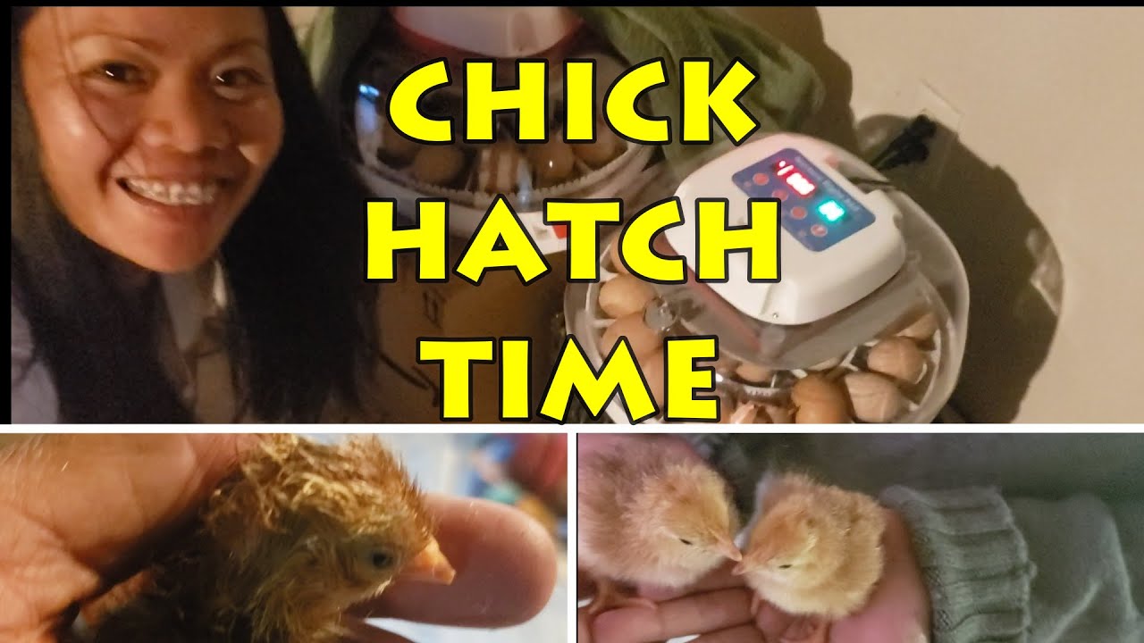 Rhode Island Reds Chick Hatch Part 1 - YouTube