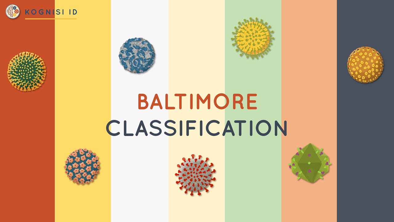 BALTIMORE CLASSIFICATION - YouTube