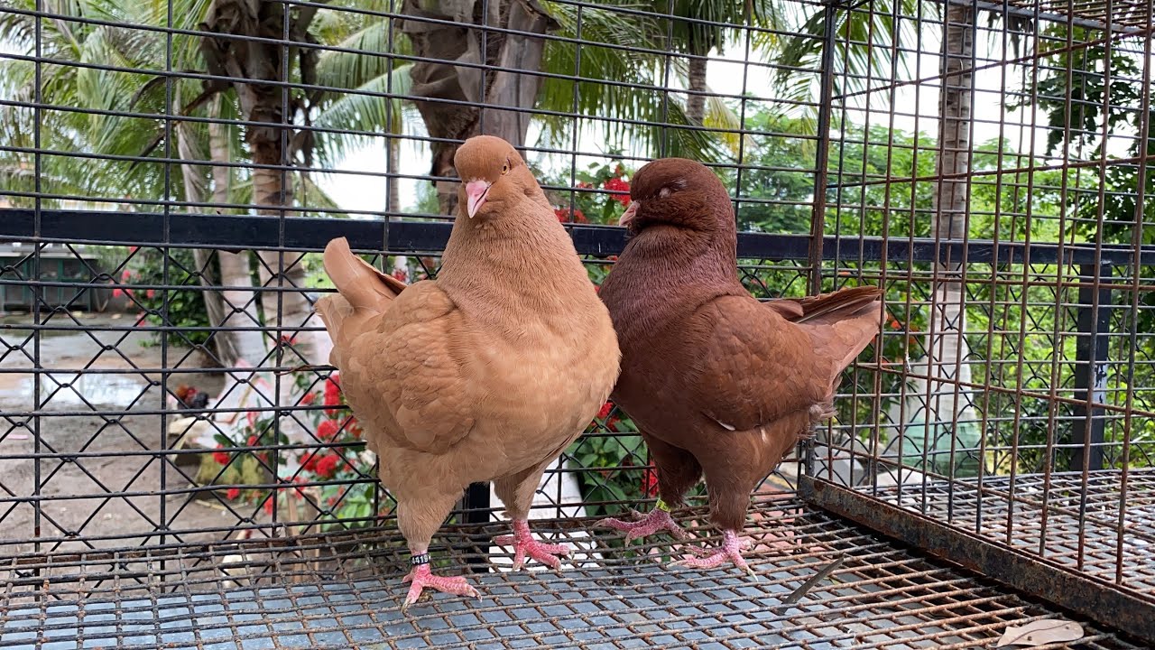 King and Modena Pigeon All Female / Fancy Pigeon Farm - YouTube