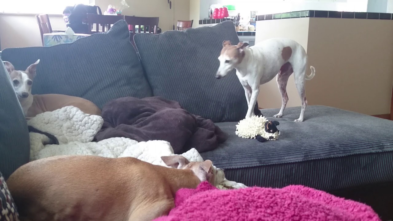 Mild dog directed resource guarding - YouTube