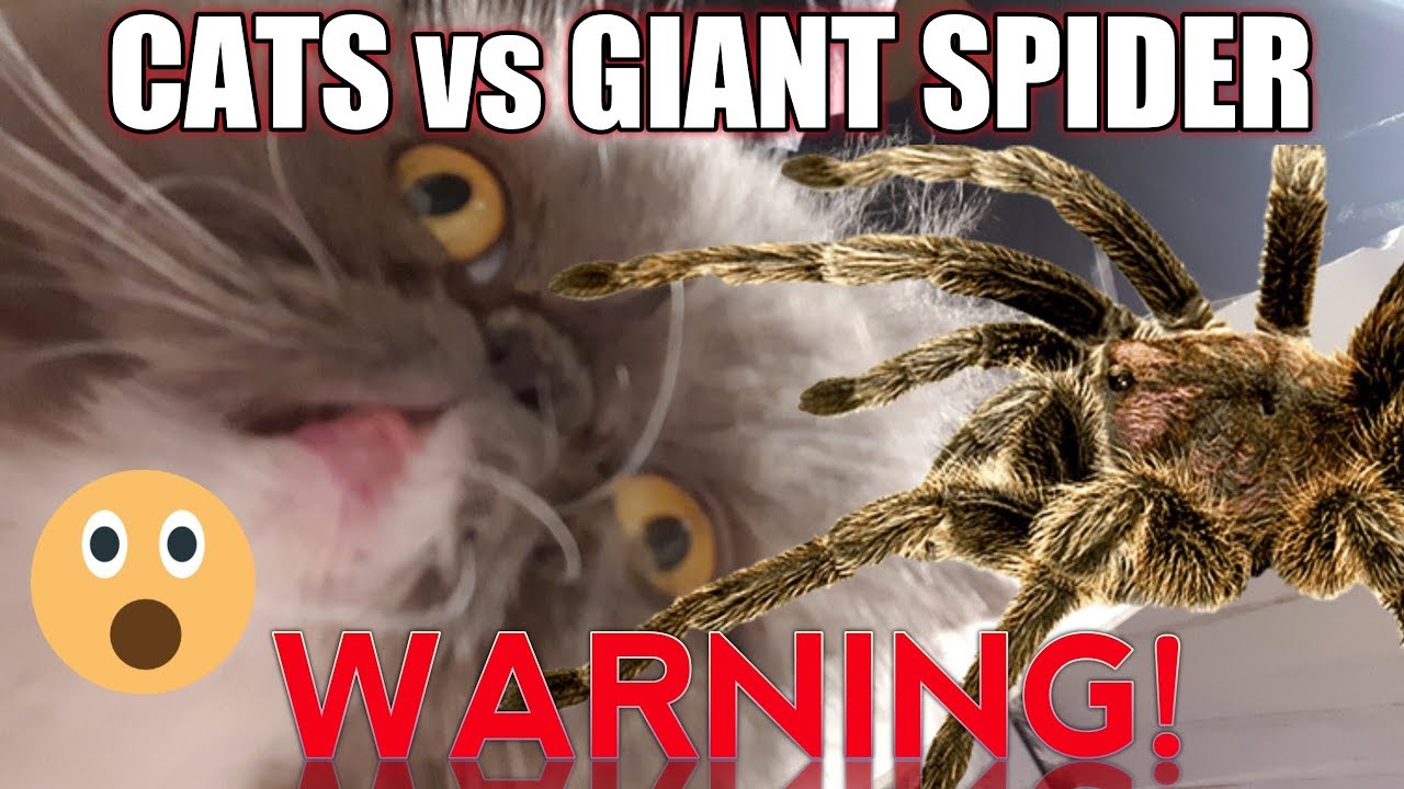 Cats vs Real BIG spider - YouTube