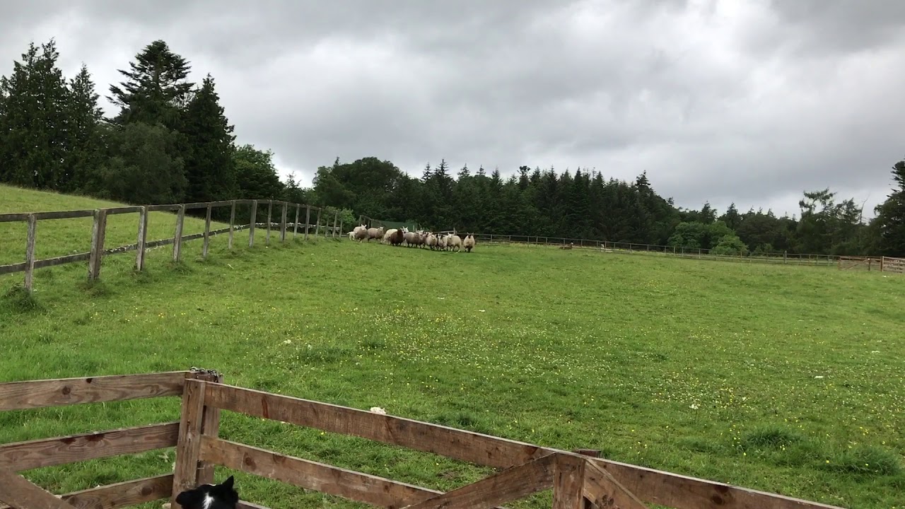 Sheepdog Herding Highland Sheep - YouTube