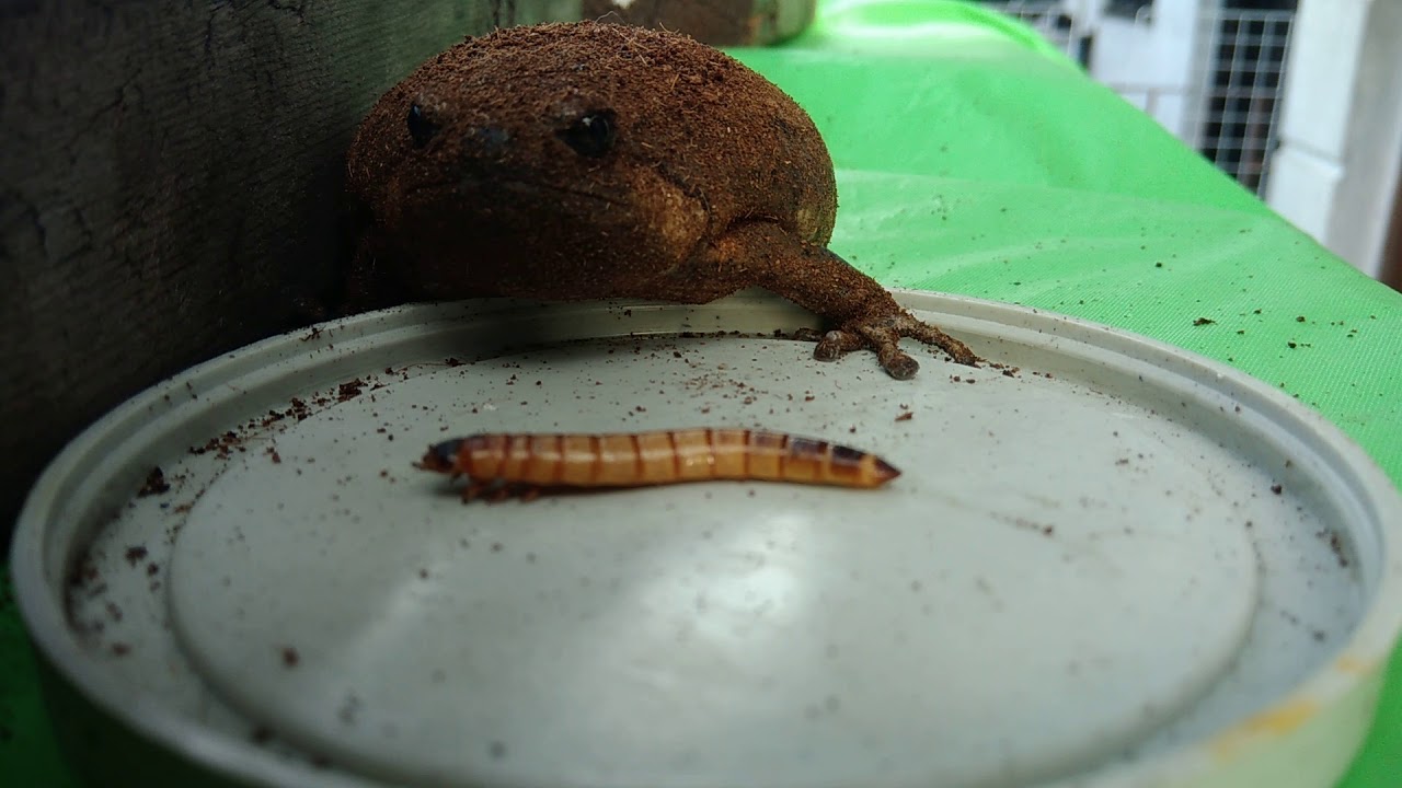 Feeding chubby frog (potato) - YouTube