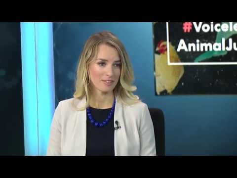 Animal cruelty laws need substantial updates in Canada: Camille Labchuk ...