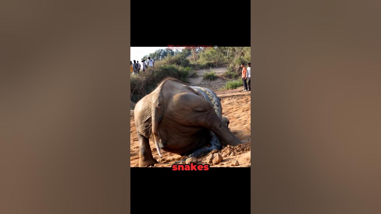 Python Snake VS Elephant in The Wild! - YouTube