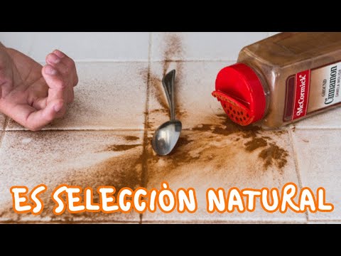 7 retos virales mas peligrosos que se han visto en internet - Hey Arnoldo