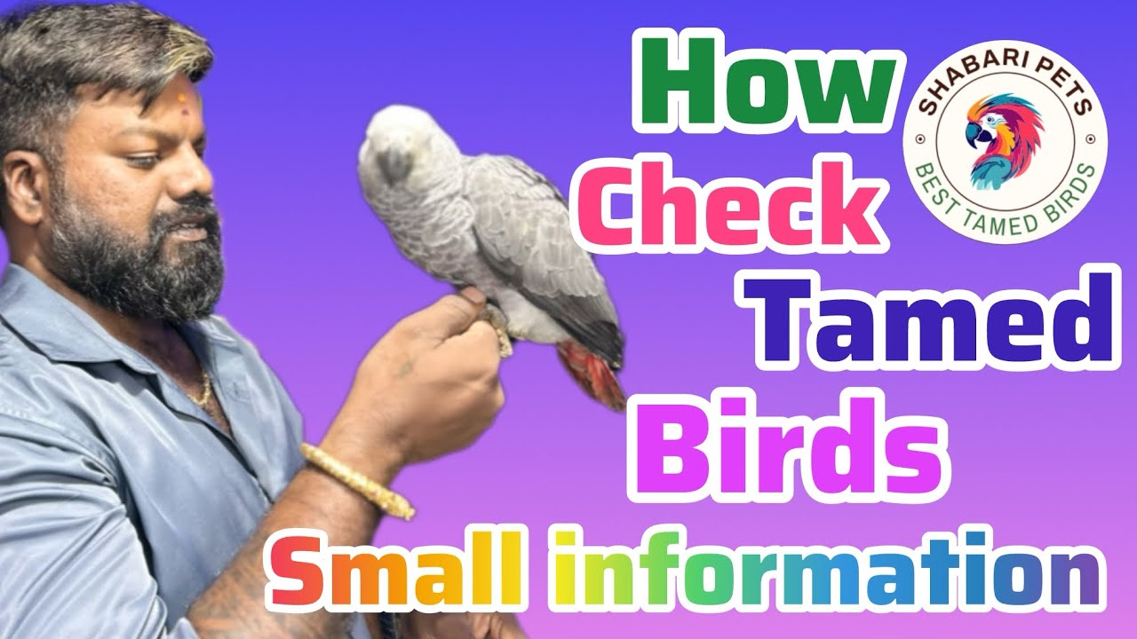 Tamed Birds in banglore | Birds information | birds for sale in ...
