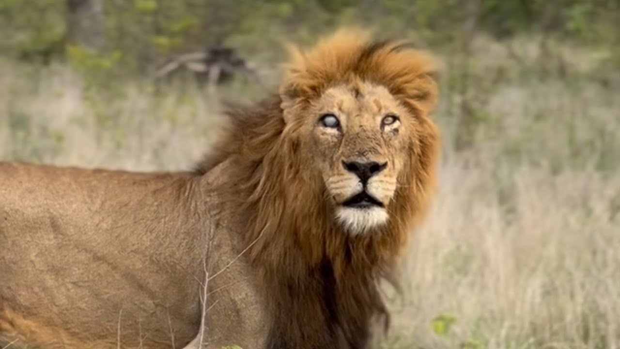 Mapoza Male Lion & Young Monwana Males Bonding | 16 November 2023 - YouTube