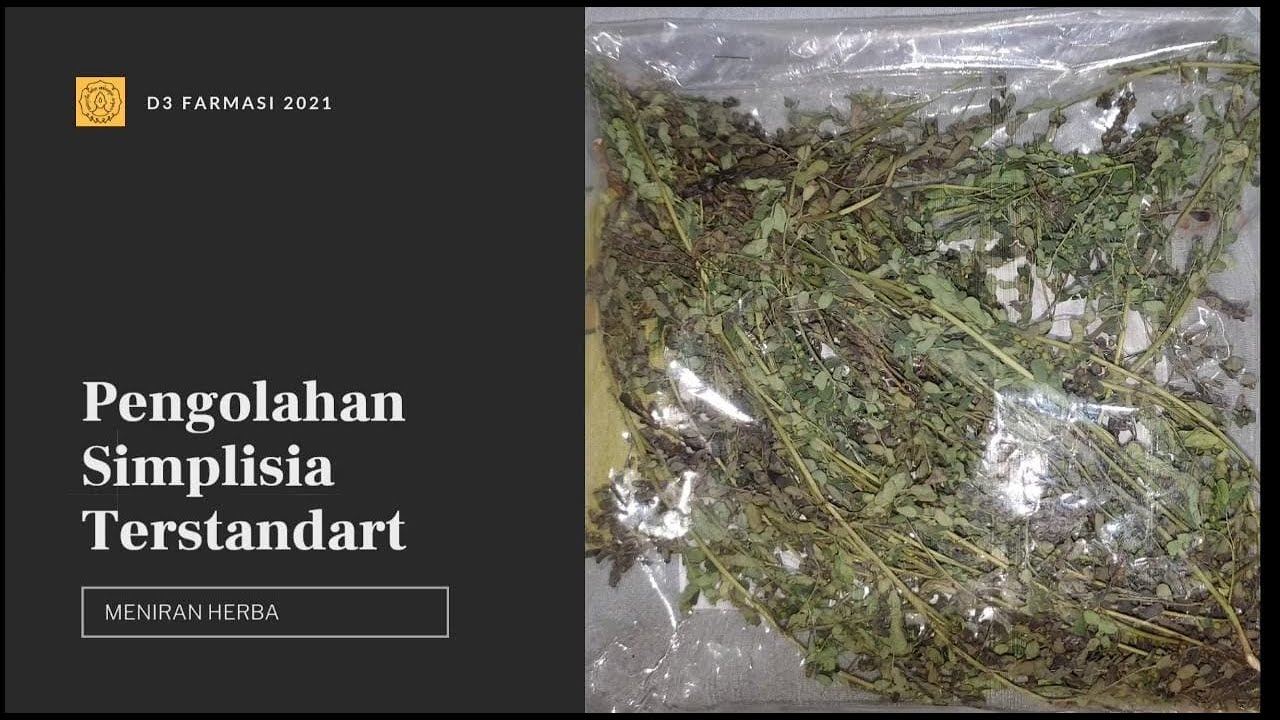 Kelompok 13 |Penyiapan Simplisia Terstandart | Herba Meniran - YouTube