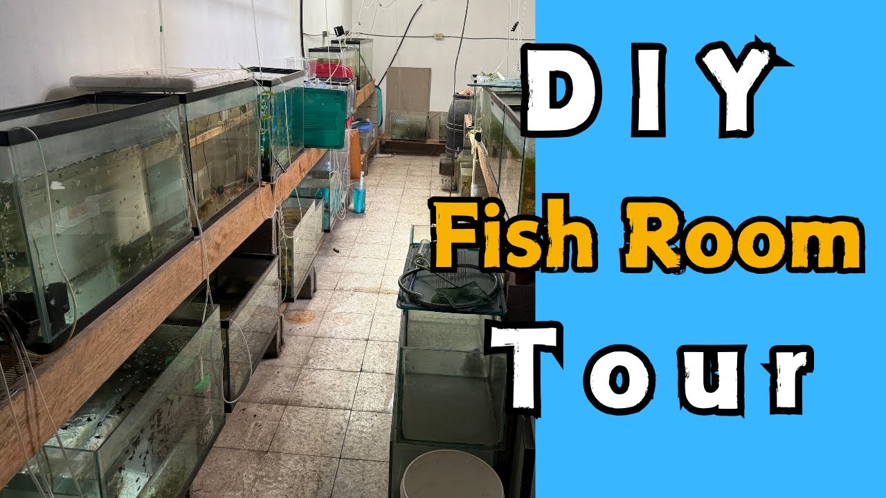Inside My DIY Fish Room - Breeding Angelfish & Bettas in a Small Setup ...