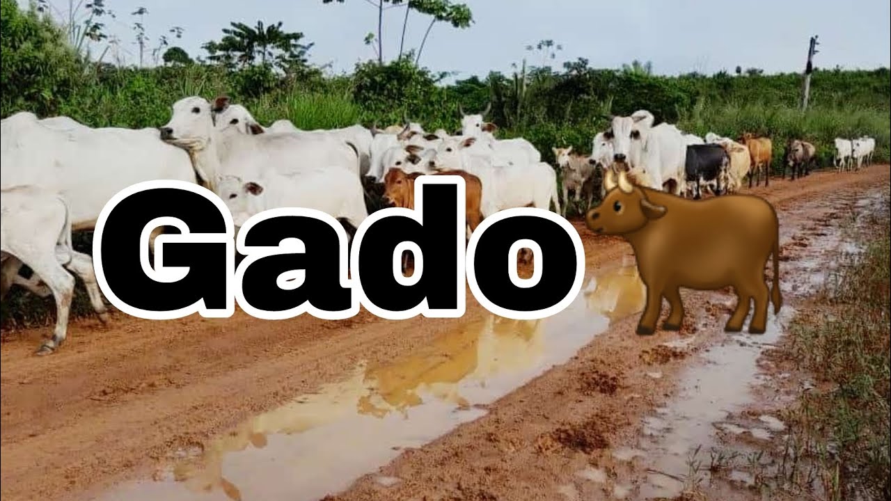 Boiada na estrada. 🐂 - YouTube