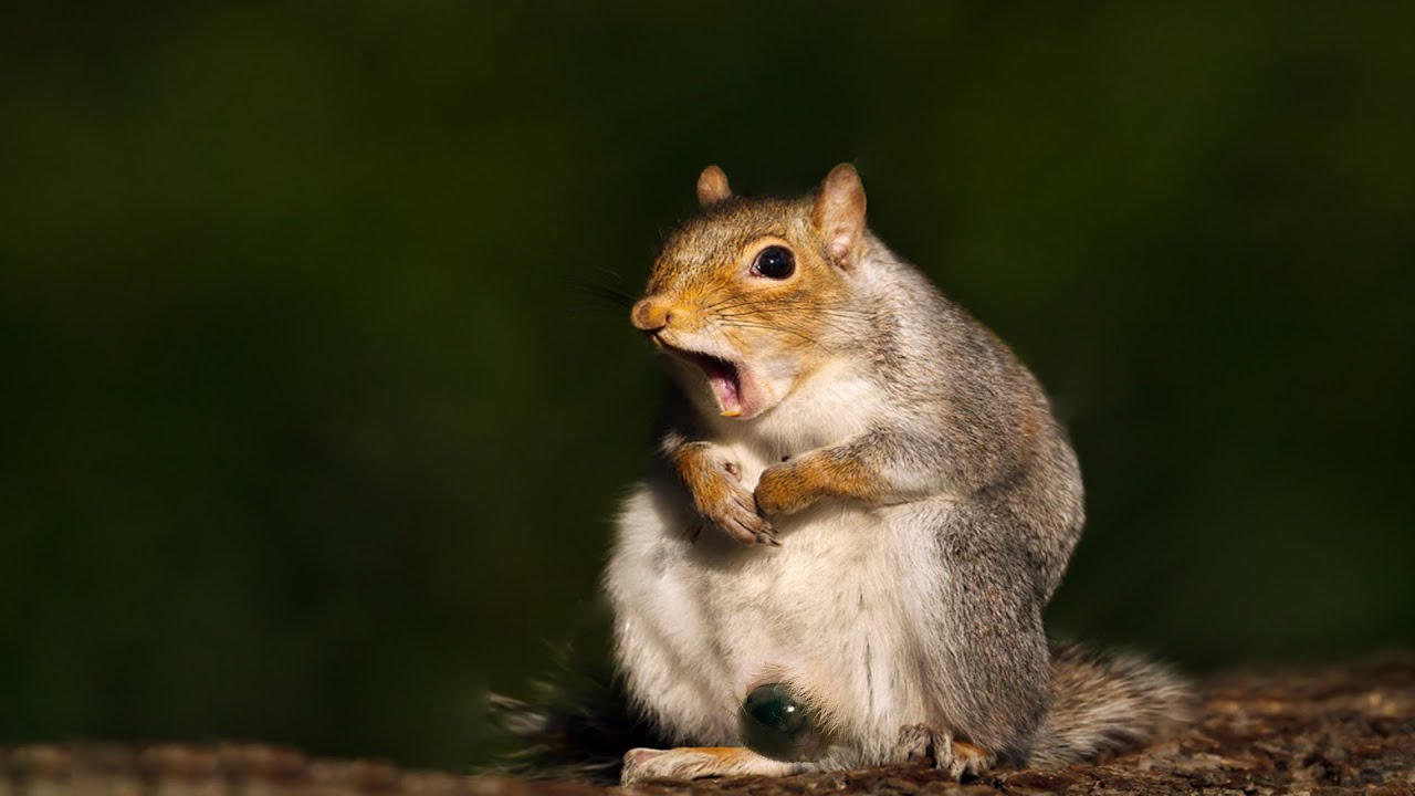 Mom Squirrel Giving Birth Success Youtube