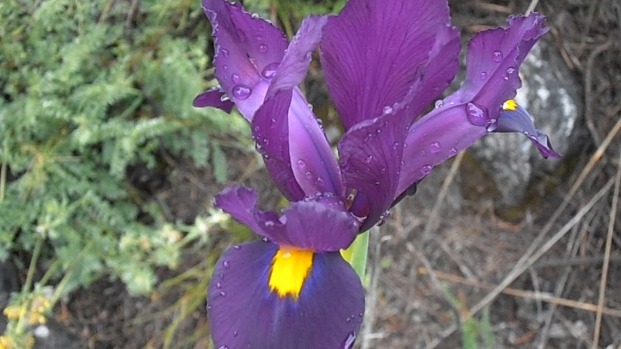 Lirio silvestre: Iris filifolia (www.riomoros.com) - YouTube