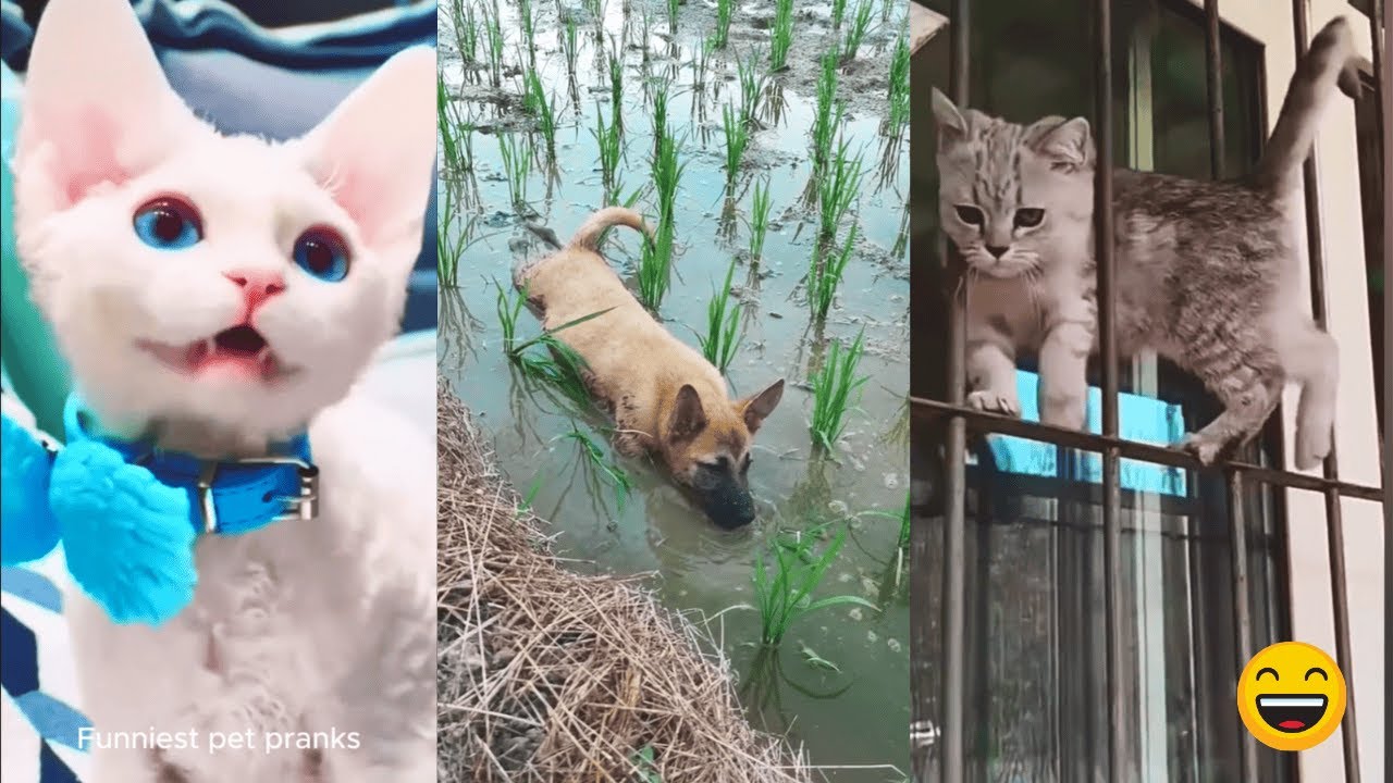 The Funniest pet pranks Videos 2024! 🤣 | BEST Compilation of the worl💥🐶 ...