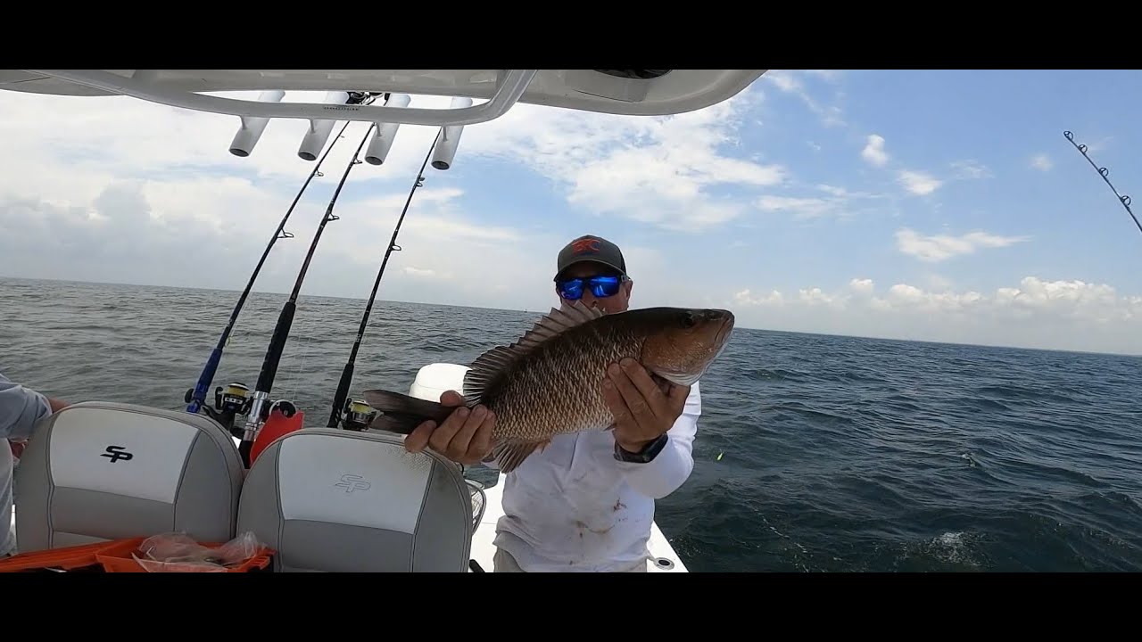 Mangrove Snapper on the Slacker Jigs inside Tampa Bay! - YouTube