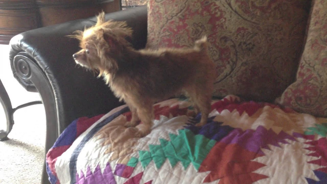 Coco the Yorkie honking like a pig - YouTube