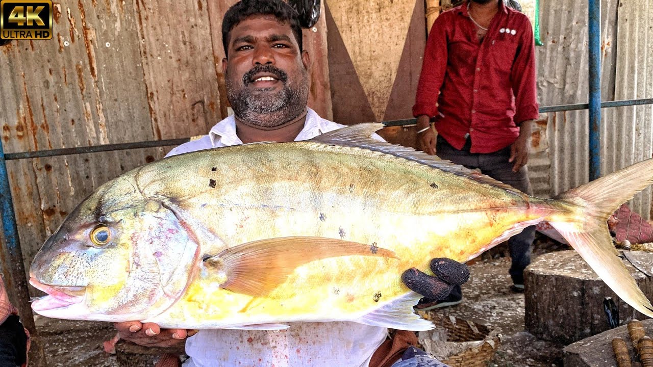 KASIMEDU 🔥 MINNAL RAJA | BIG SIZE YELLOW TREVALLY FISH CUTTING VIDEO ...