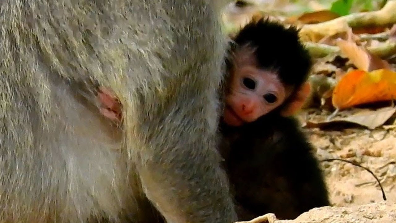 Poor Newborn Baby Monkey Jayden Feels Sleepy & Gets Milk From Mom Jade ...