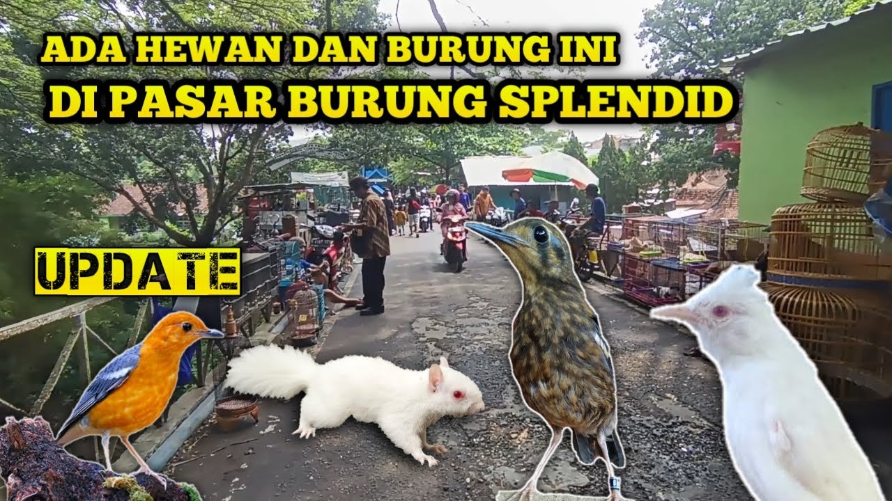 Update Stok Pasar Burung Splendid, Ada Burung dan Hewan Langka Guys ...
