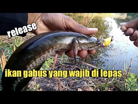 Mancing/casting gabus (snakehead) saat paling ganas