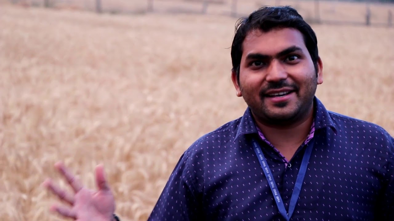 Crop Cutting Experiment (CCE) of Wheat - YouTube