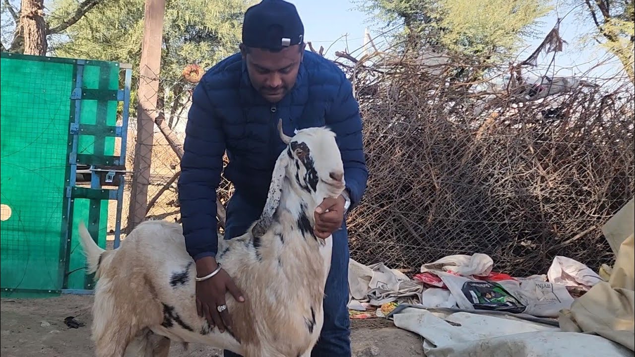 Aabis Goats Apni Super Quality Sojat Collection | Nayaab Bakre At ...