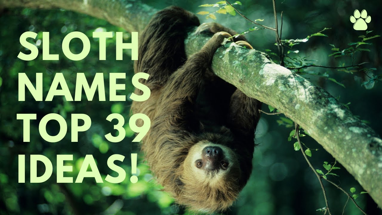 🦥 Sloth Names 🌿 39 CUTE 🌿 TOP 🌿 FUNNY Ideas | Names - YouTube