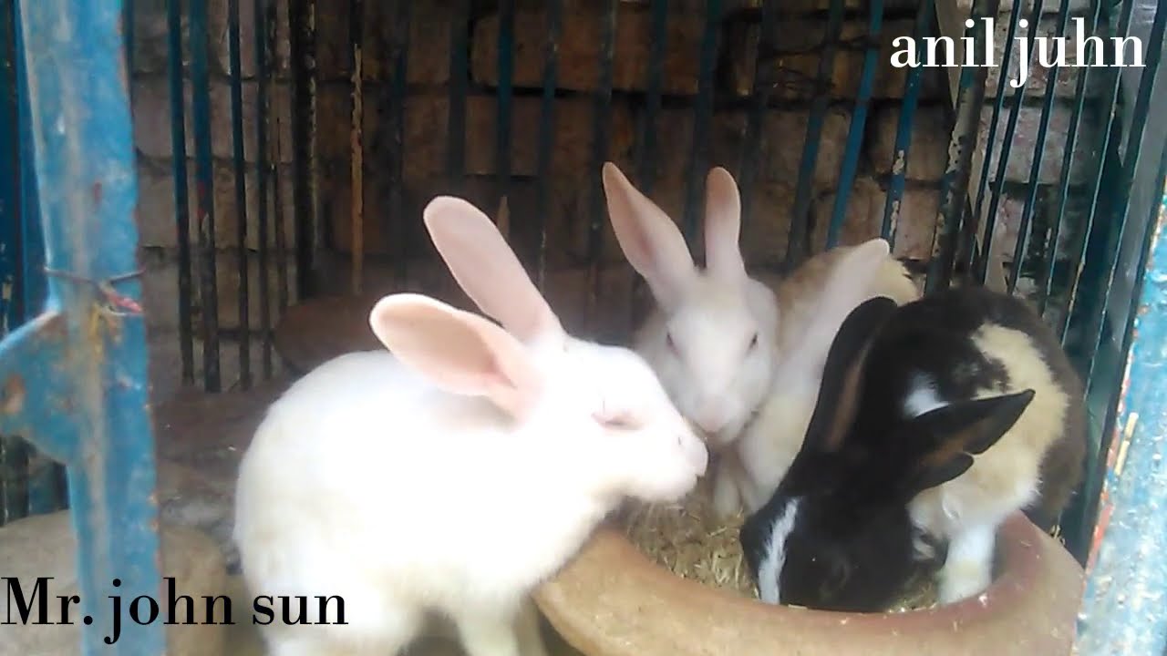 rabbit hair loss problems with easy solution and reasons || rabbit hair ...