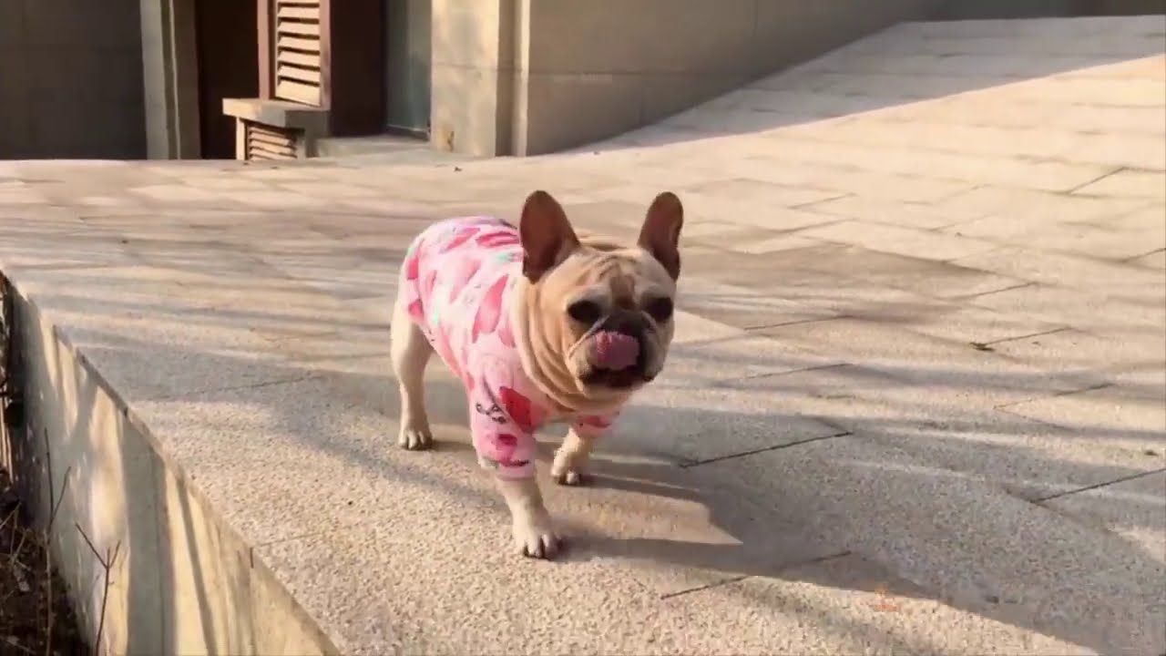 Baby Dogs mais fofos - YouTube