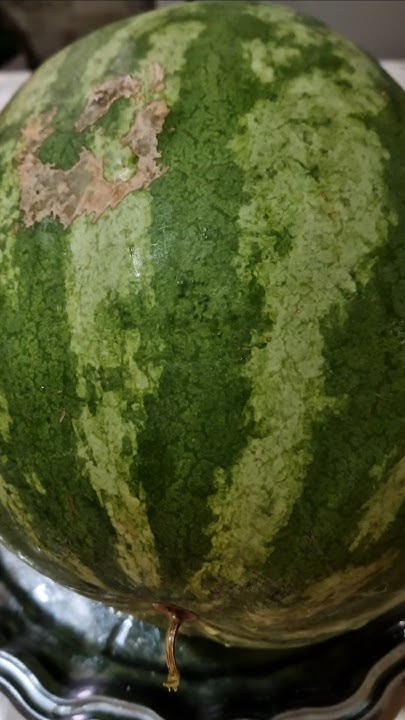 ЗИМНИЙ АРБУЗ 🍉 #shorts #shortsvideo #арбуз #узбекистан #самарканд # ...