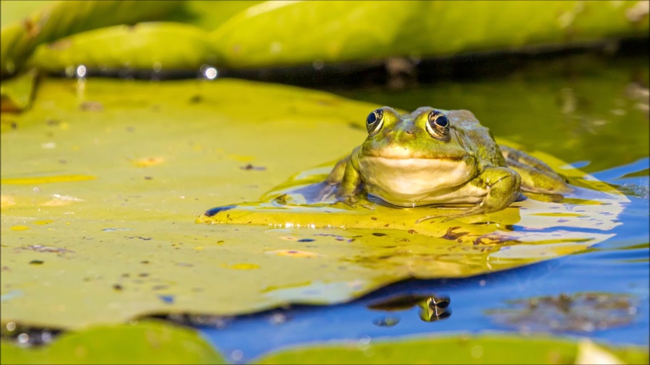 Frog Sound Effect | Free Sound Clips | Animal Sounds - YouTube
