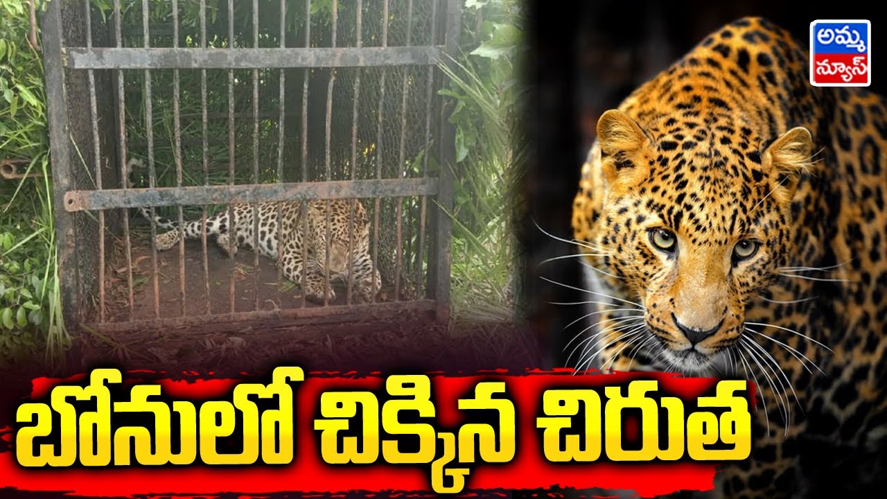 Tiger Caught at Tirumala | మూడేళ్ల బాలుడిపై దాడి చేసిన చిరుతను ...