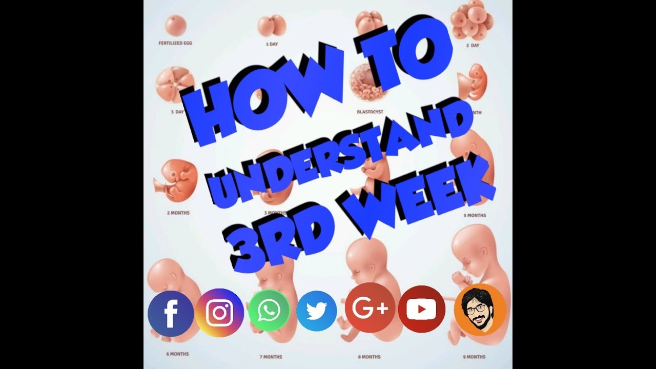 How to Understand Easily 3rd Week Embryology - YouTube